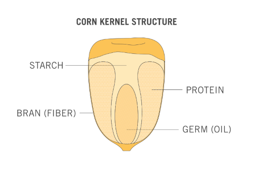 Corn Kernel Diagram