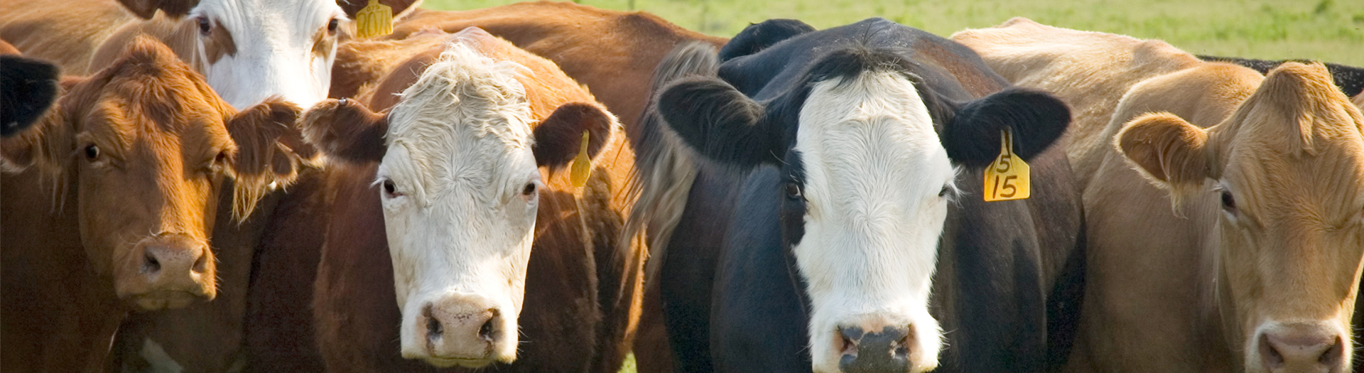 Corn Co-Products from Grain Processing Corporation